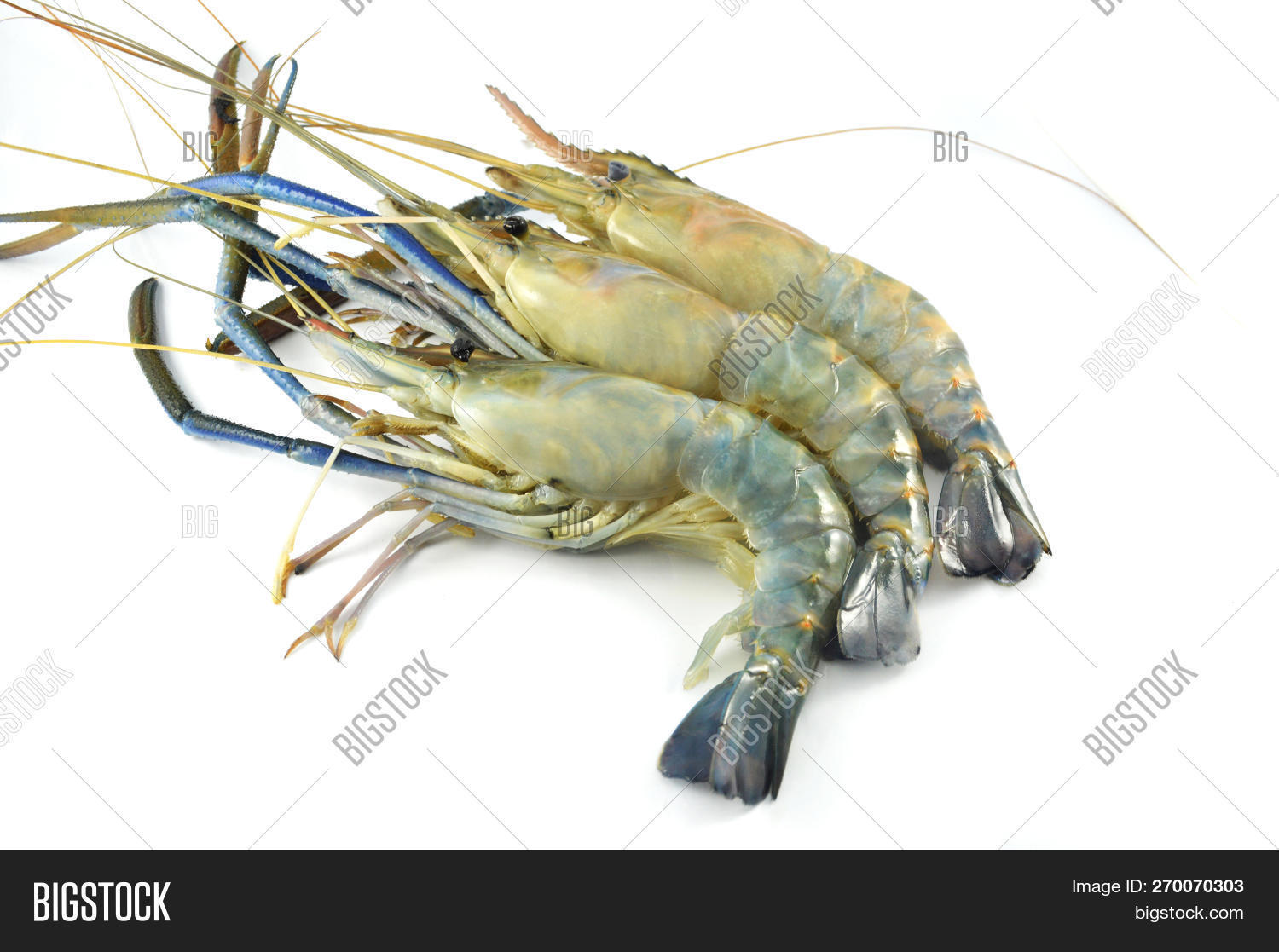 Fresh Shrimp Isolated Image & Photo (Free Trial) | Bigstock