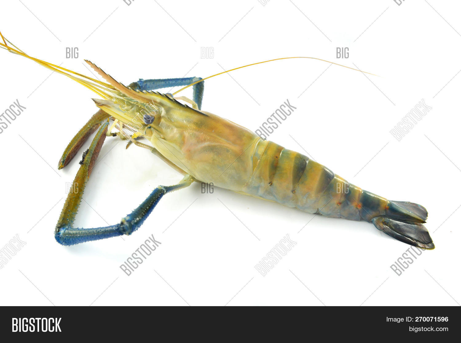 Fresh Shrimp Isolated Image & Photo (Free Trial) | Bigstock