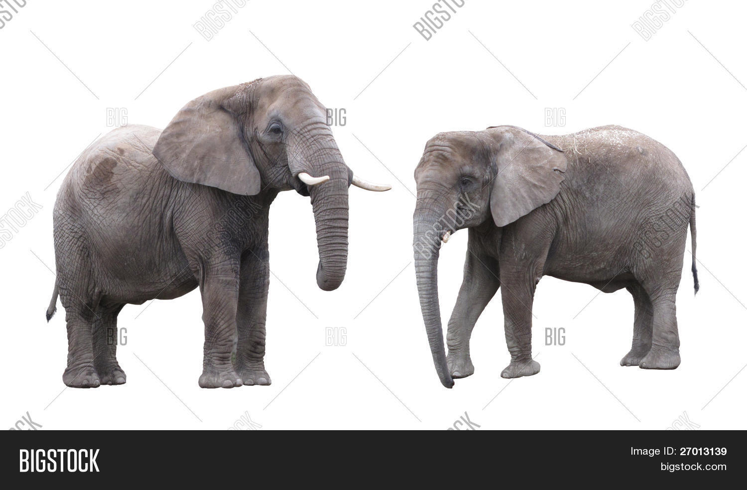 Elephants Male Female Image & Photo (Free Trial) | Bigstock
