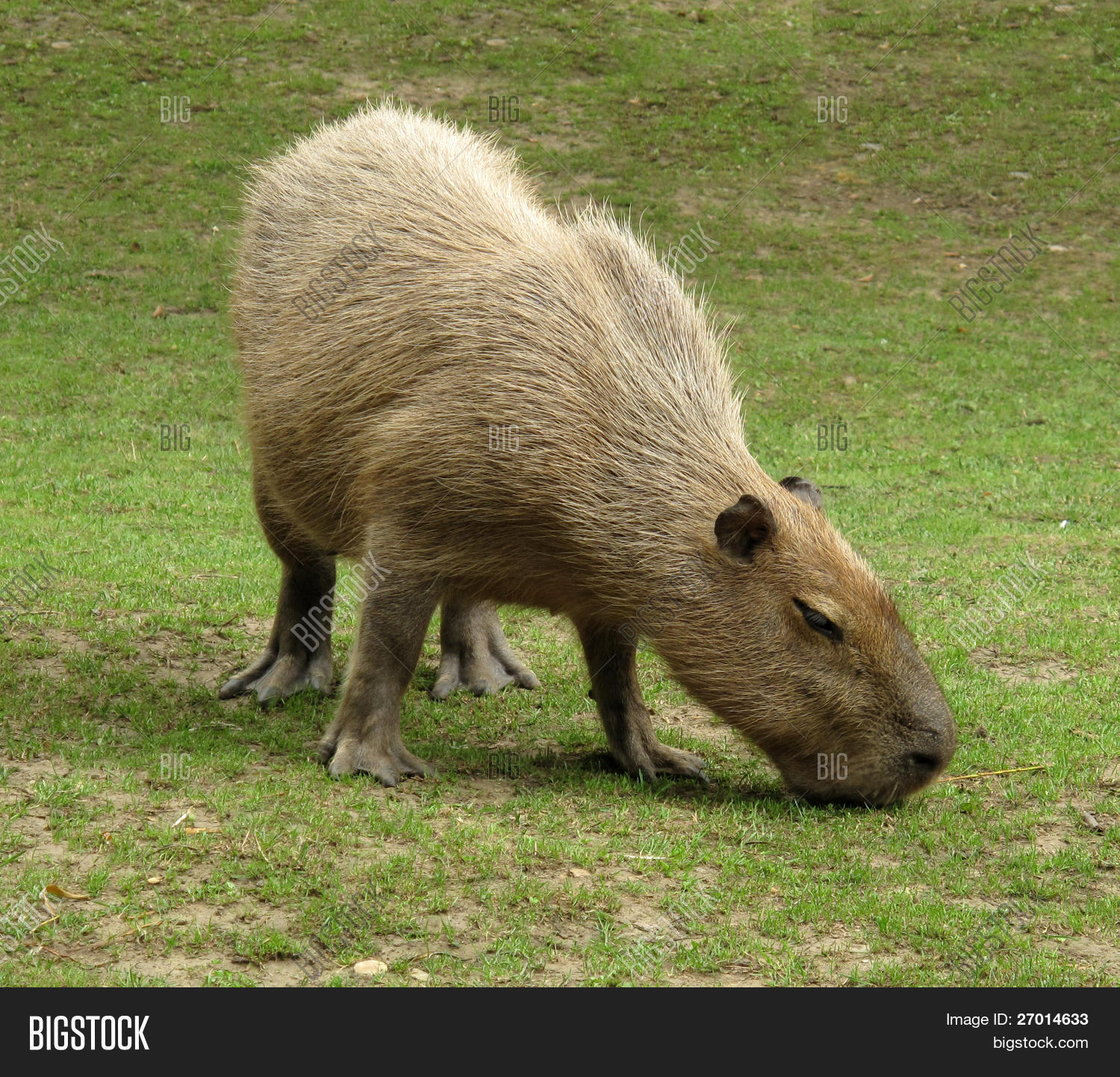 Capybara Capibara Image & Photo (Free Trial) | Bigstock