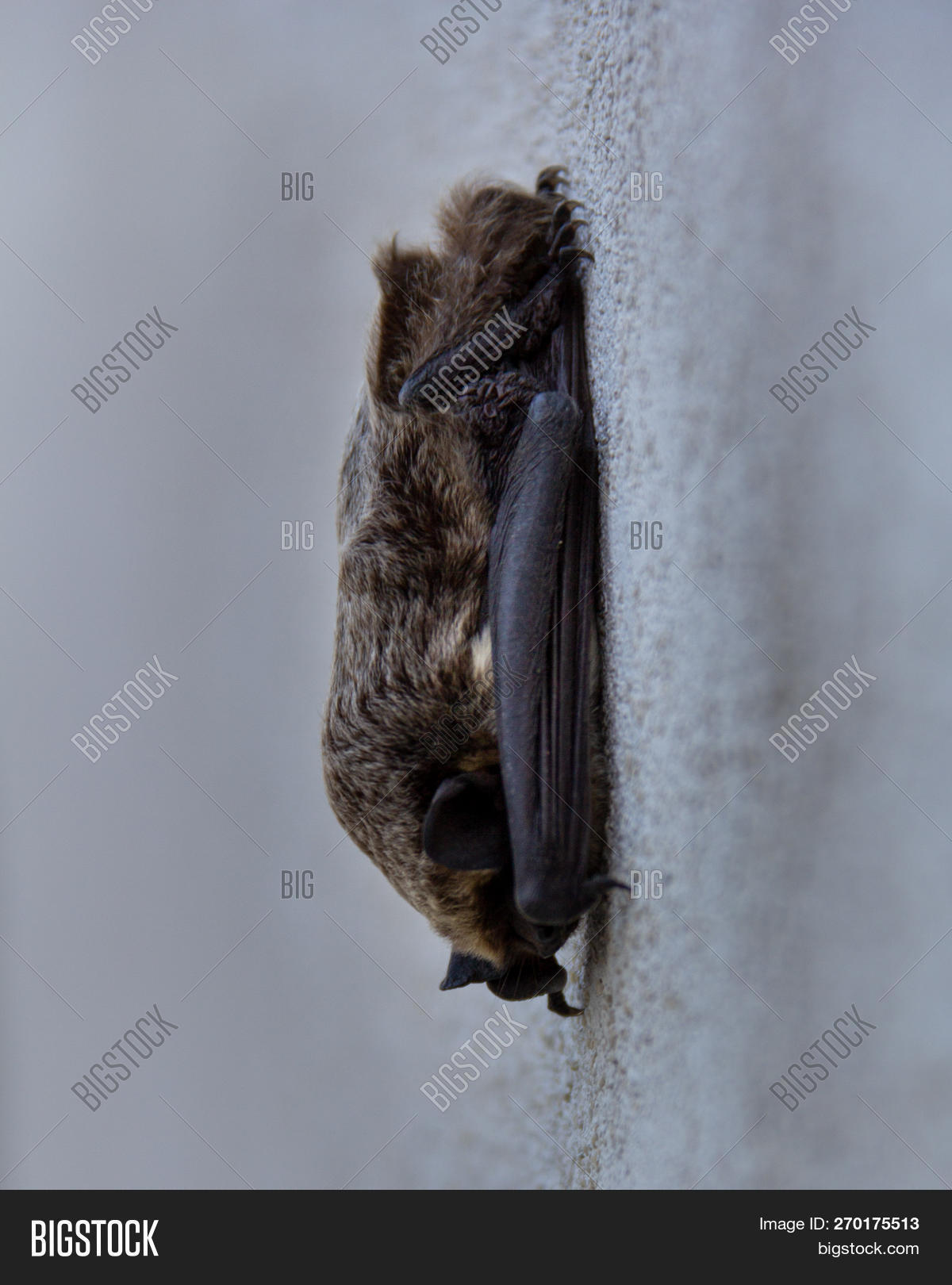 Bat Hanging Upside Image & Photo (Free Trial) | Bigstock