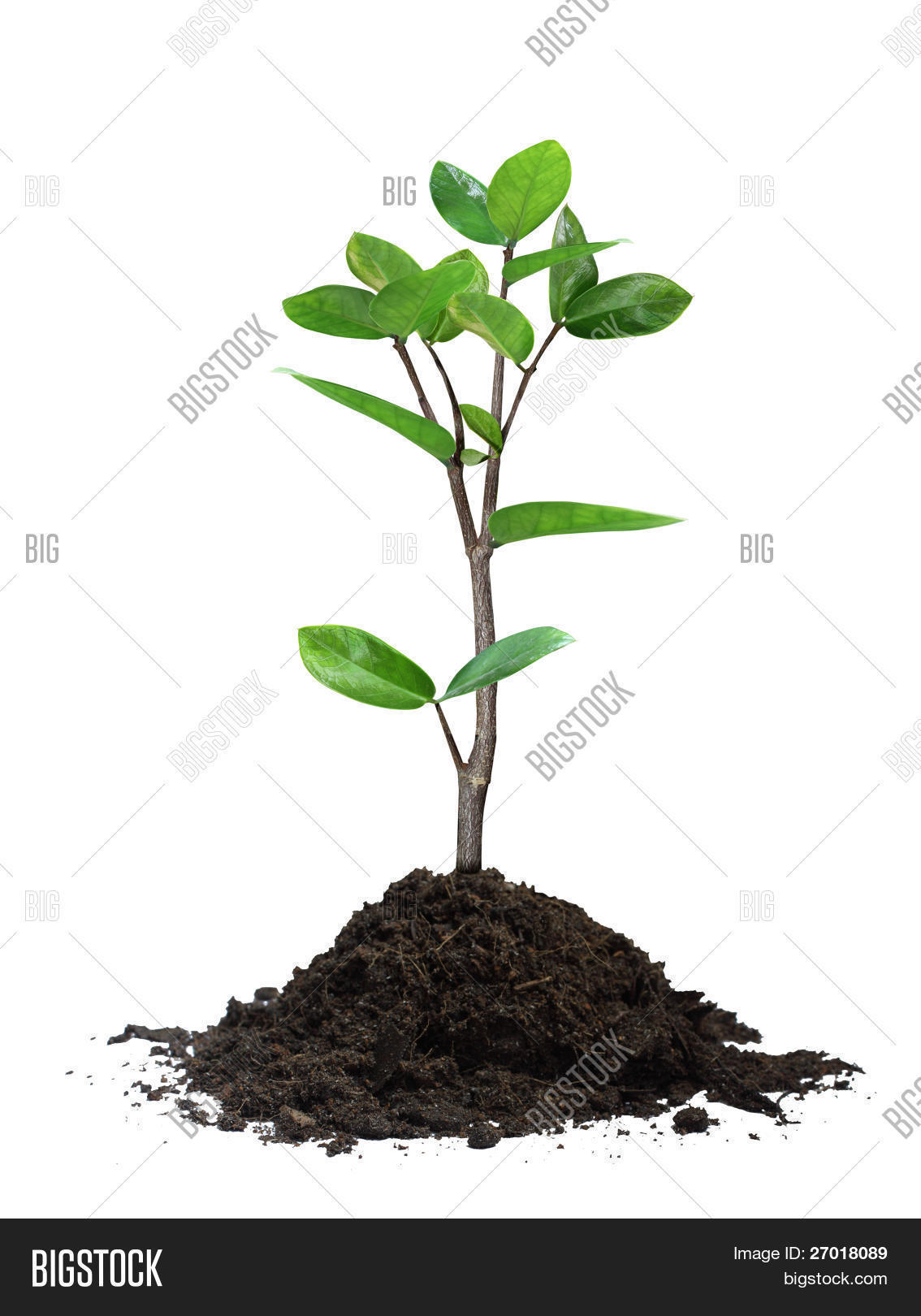 Young Tree Plant Image & Photo (Free Trial) | Bigstock