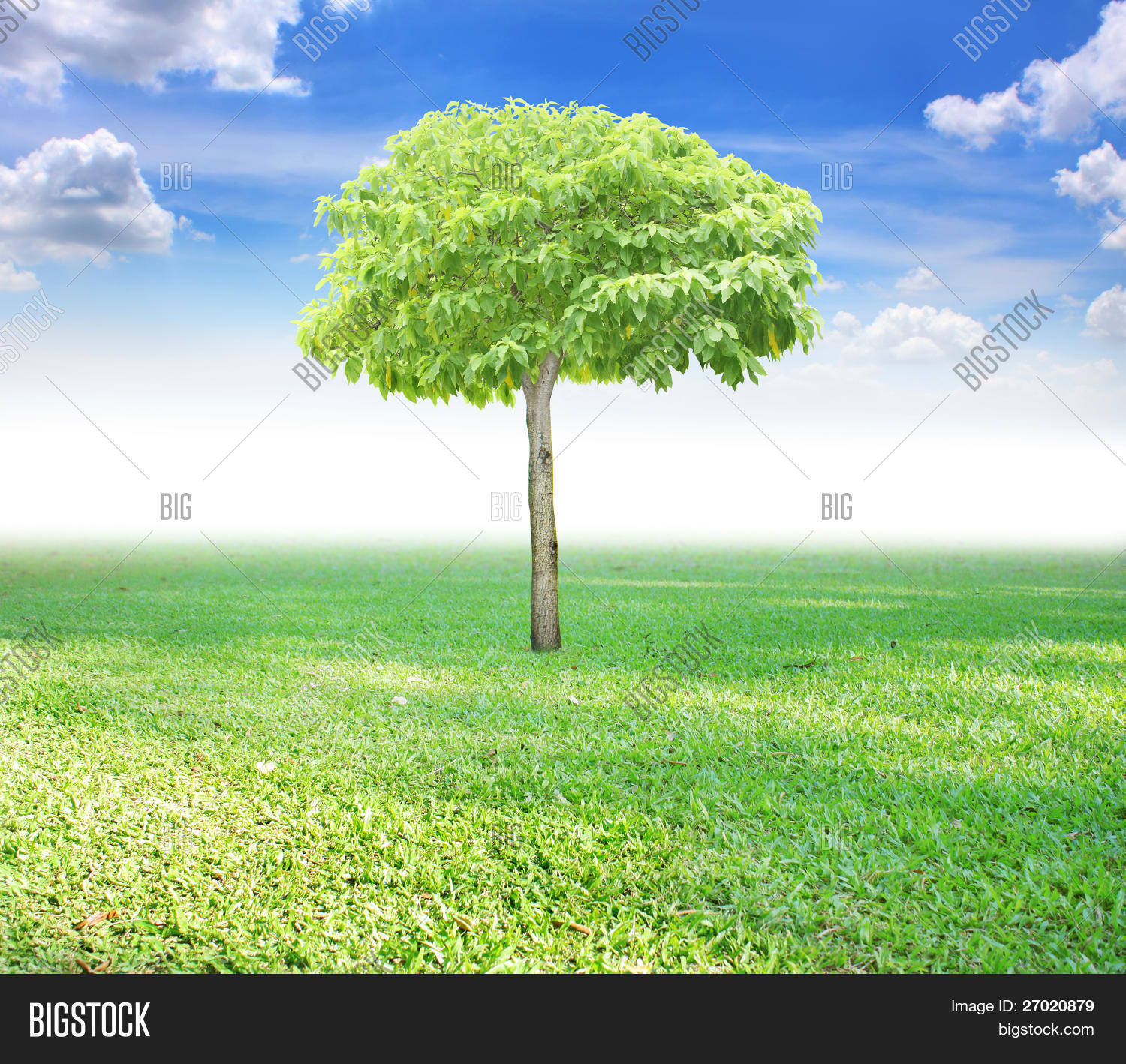 Trees Park Image & Photo (Free Trial) | Bigstock