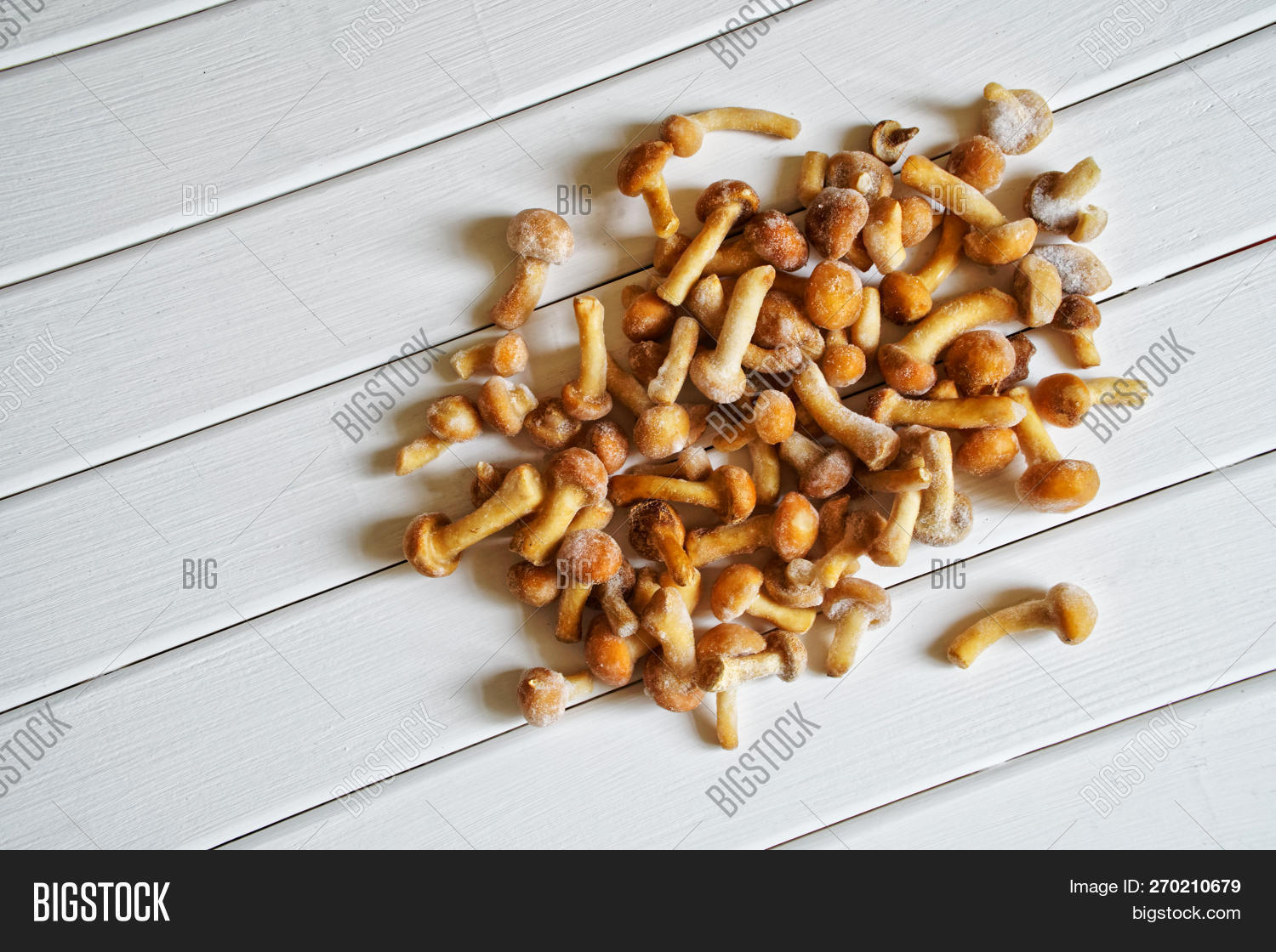 Frozen Wild Fungus Image & Photo (Free Trial) | Bigstock