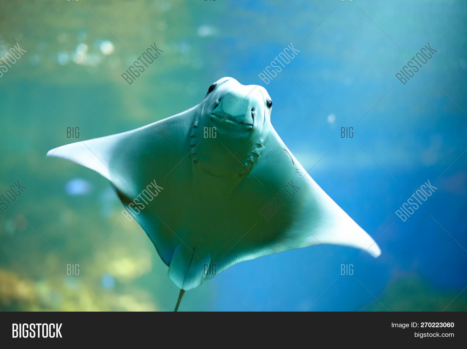 Smiling Stingray Image & Photo (Free Trial) | Bigstock