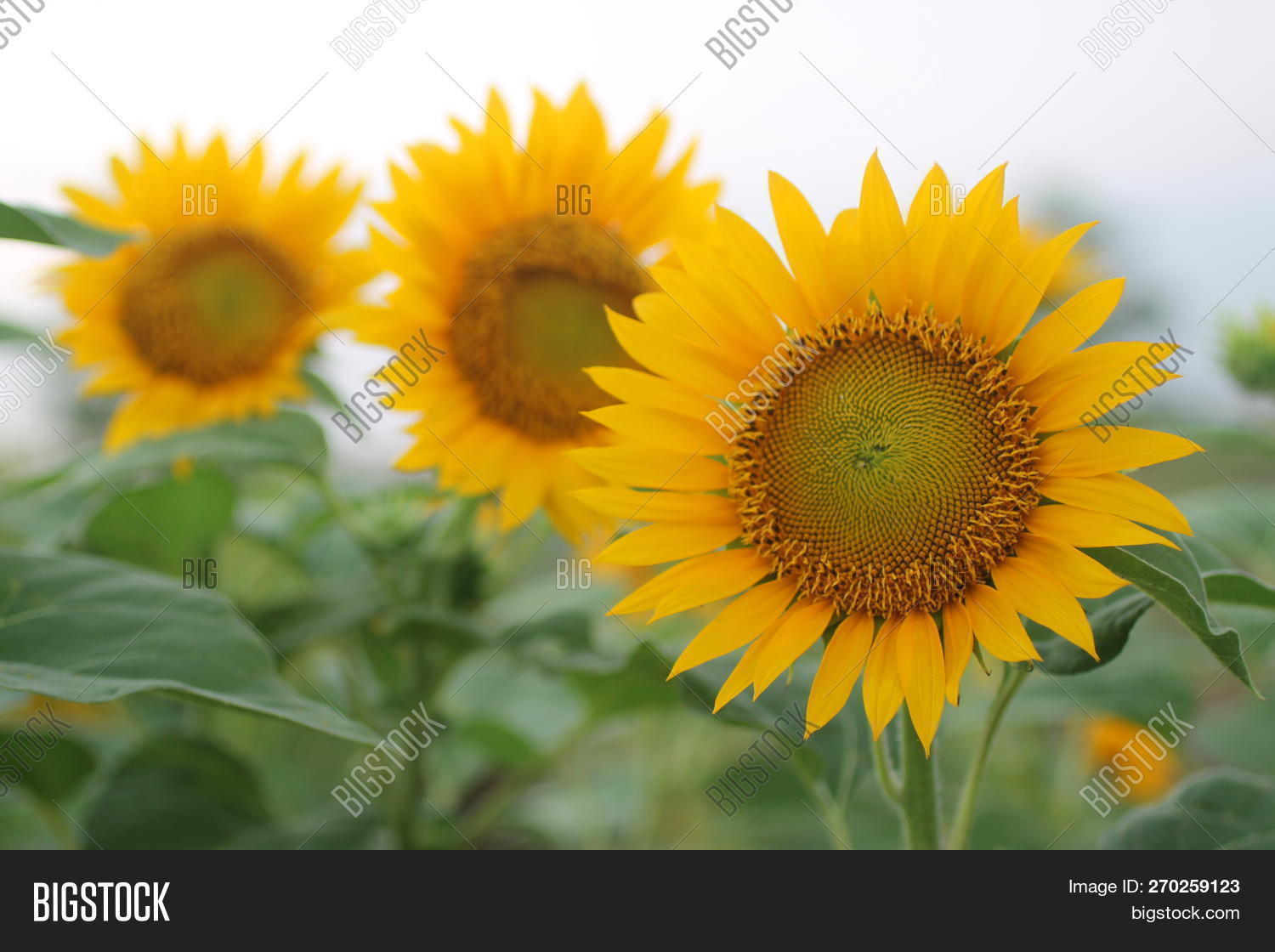 Bright Day, Smiling Image & Photo (Free Trial) | Bigstock