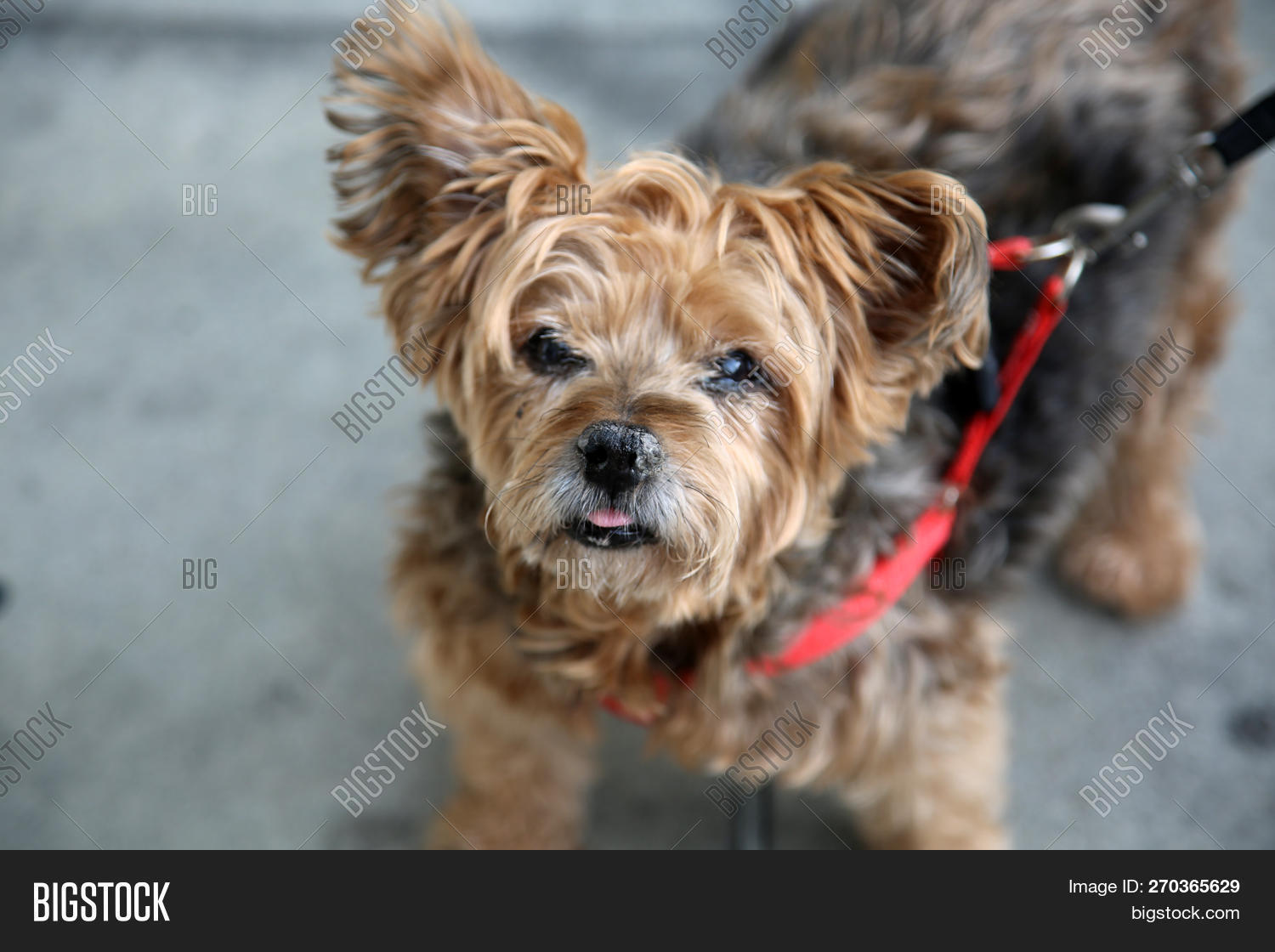 Dog. Very Old Small Image & Photo (Free Trial) | Bigstock
