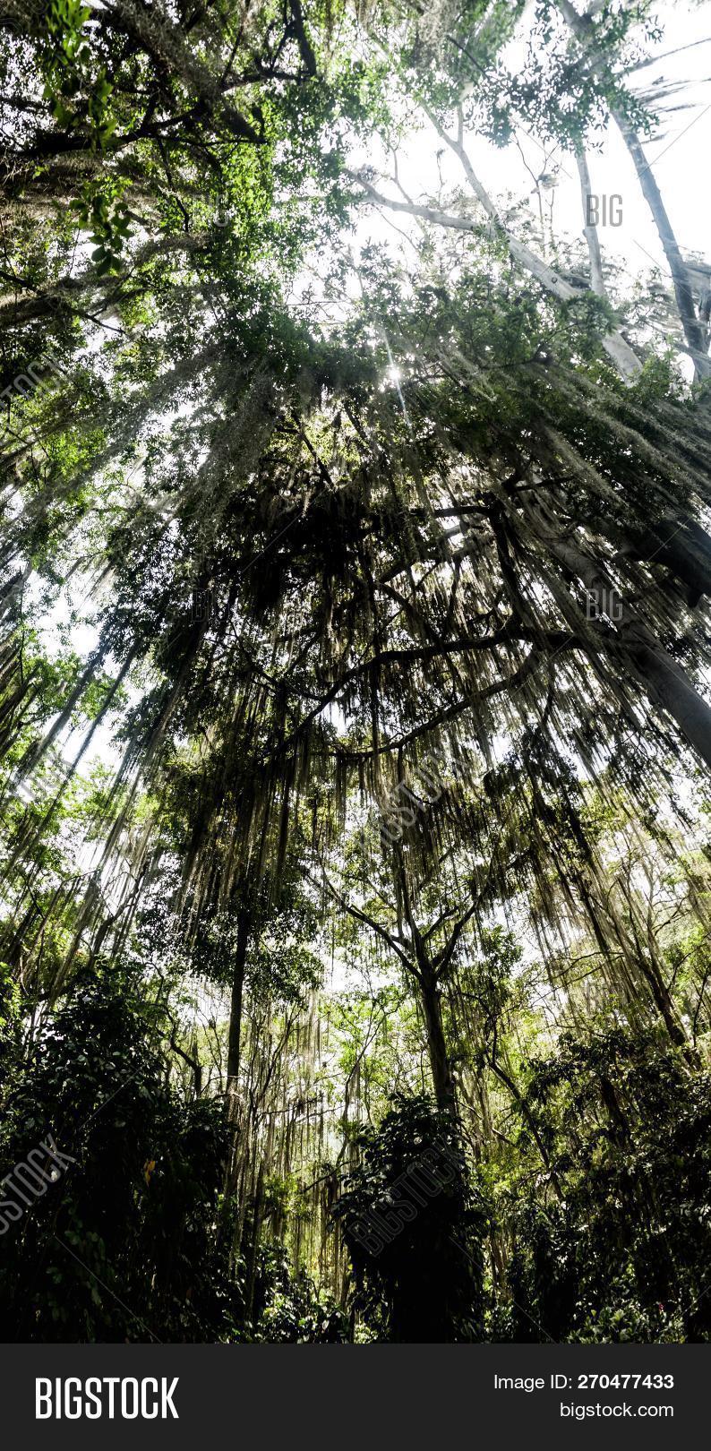 Trees Covered By Image & Photo (Free Trial) | Bigstock
