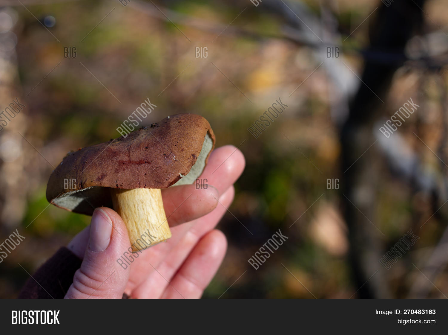 Mushroom Picker Holds Image & Photo (Free Trial) | Bigstock