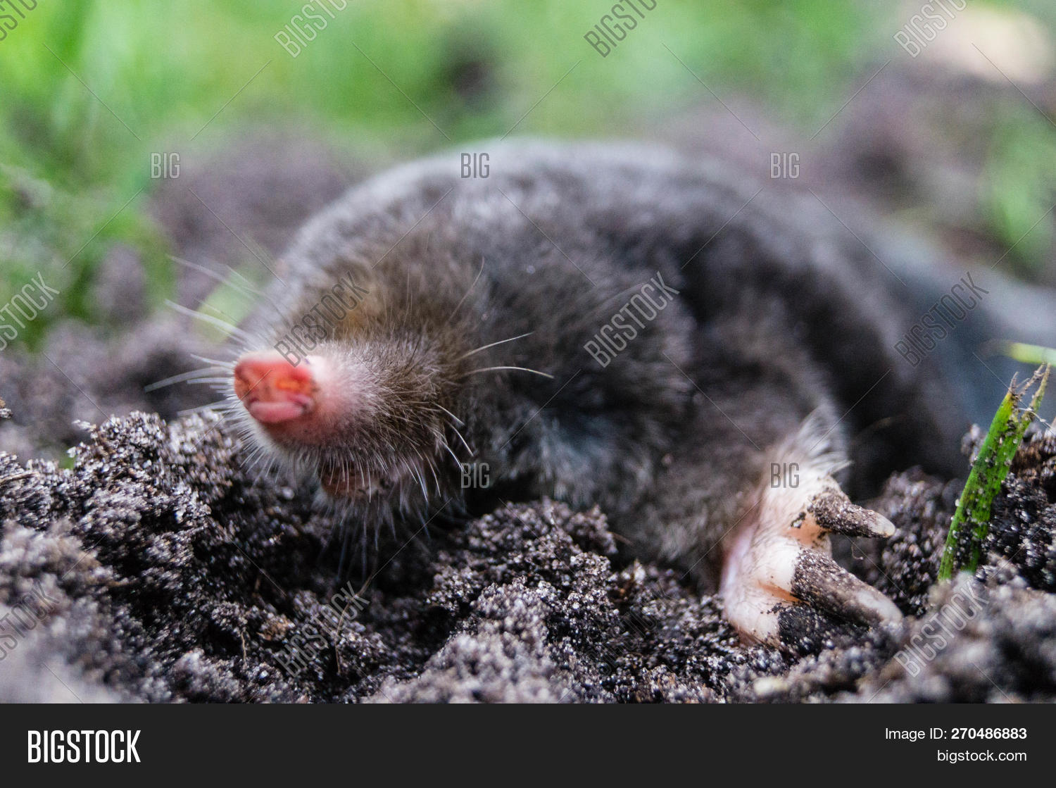 European Mole Talpidae Image & Photo (Free Trial) | Bigstock