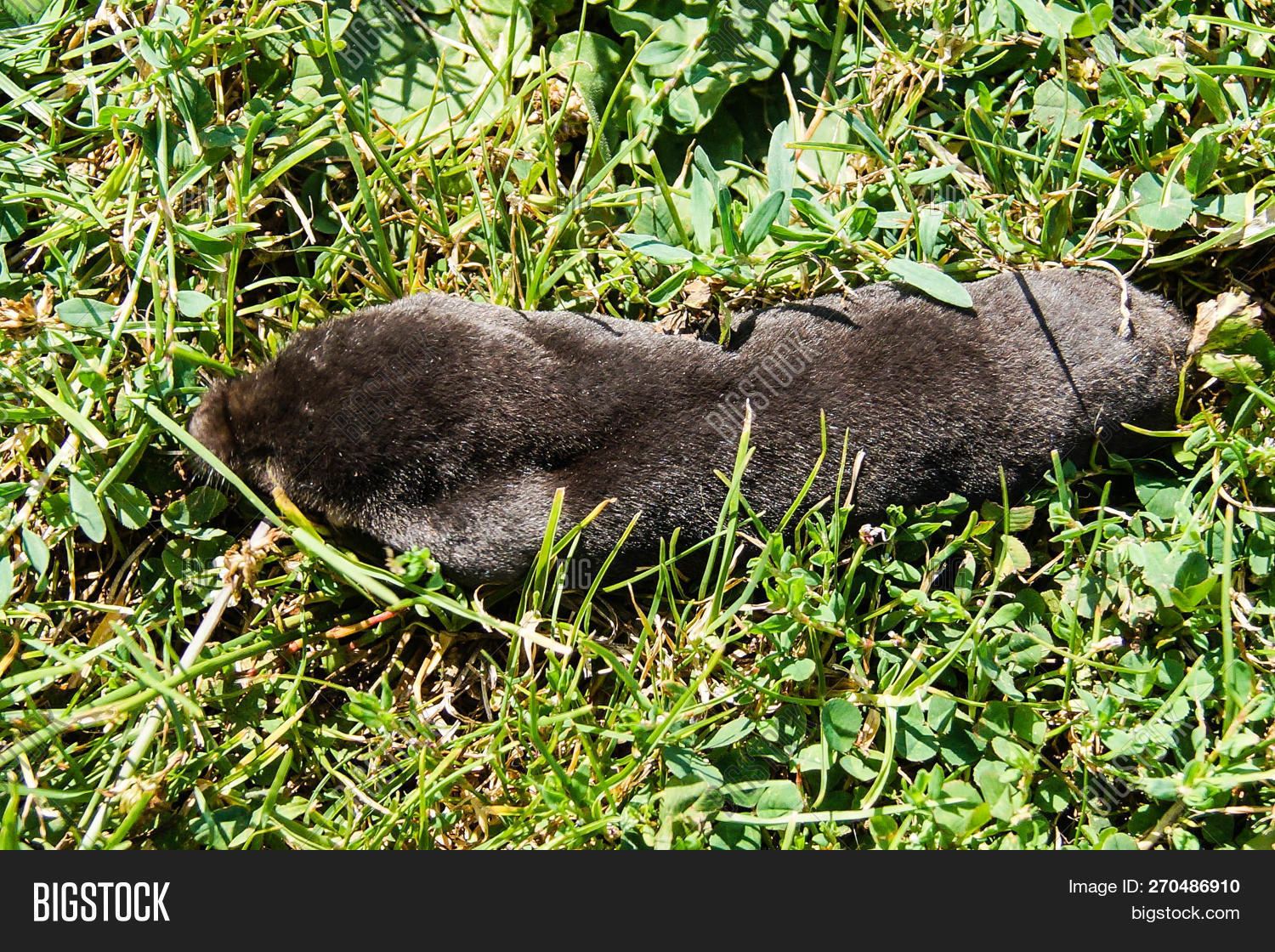 European Mole Talpidae Image & Photo (Free Trial) | Bigstock