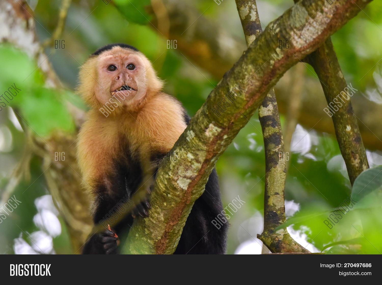 White-headed Capuchin Image & Photo (Free Trial) | Bigstock