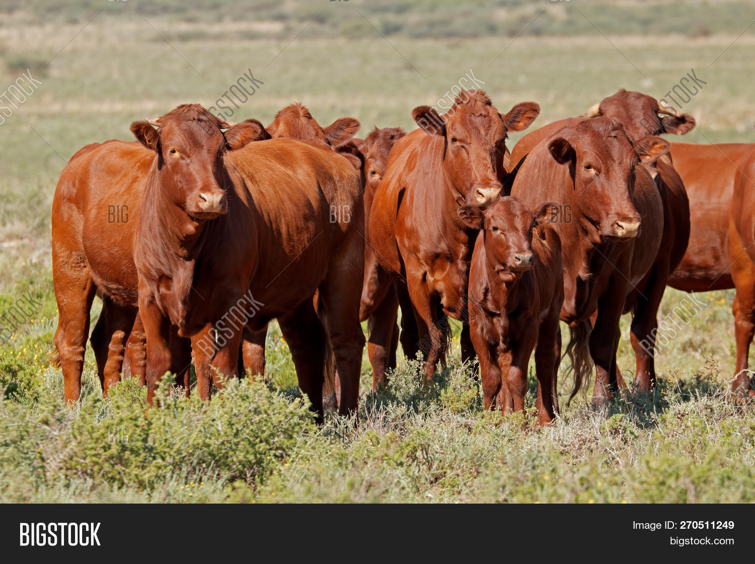 Small Herd Free-range Image & Photo (Free Trial) | Bigstock