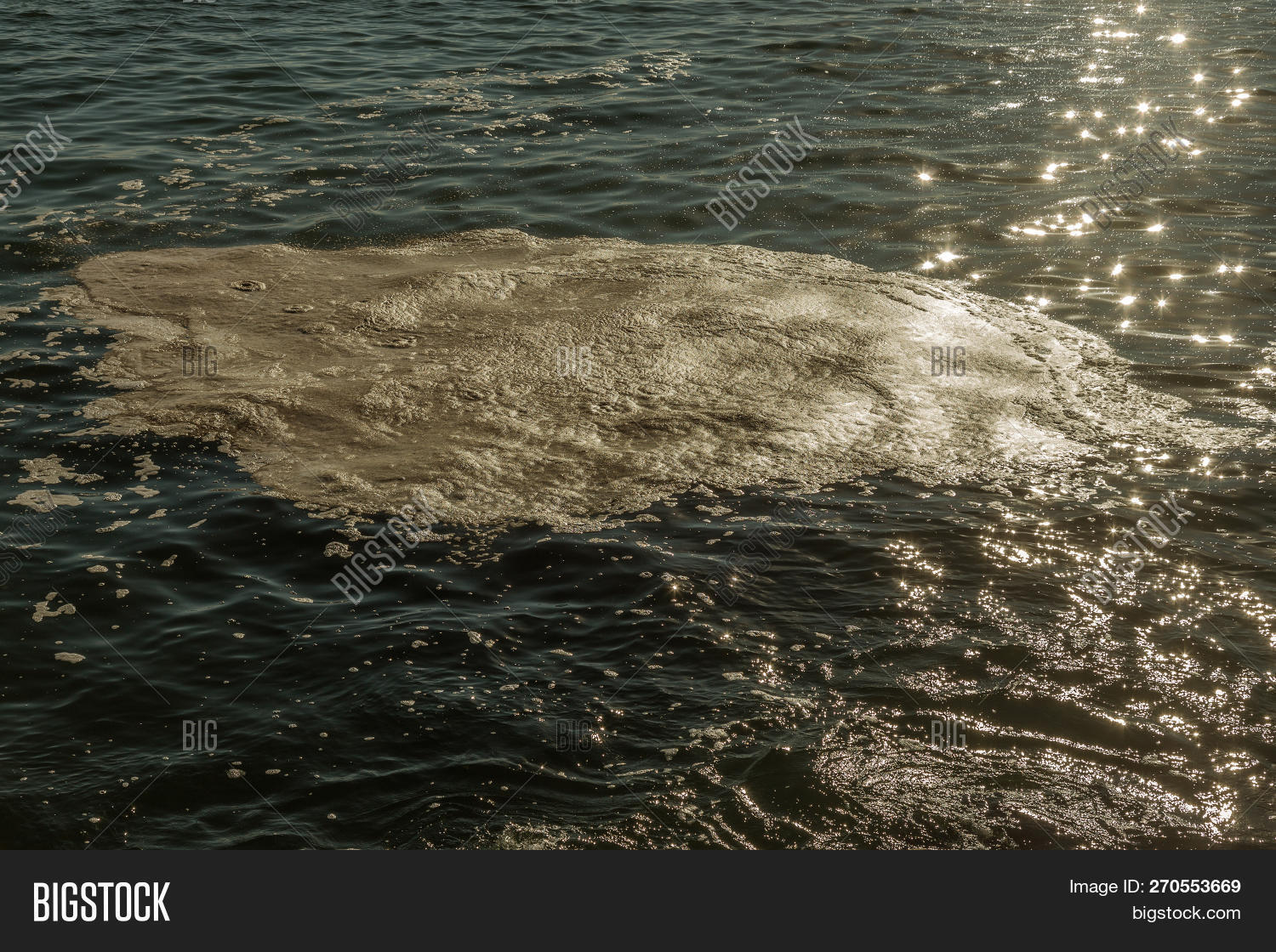 Dirty Sea Water. Dirt Image & Photo (Free Trial) | Bigstock