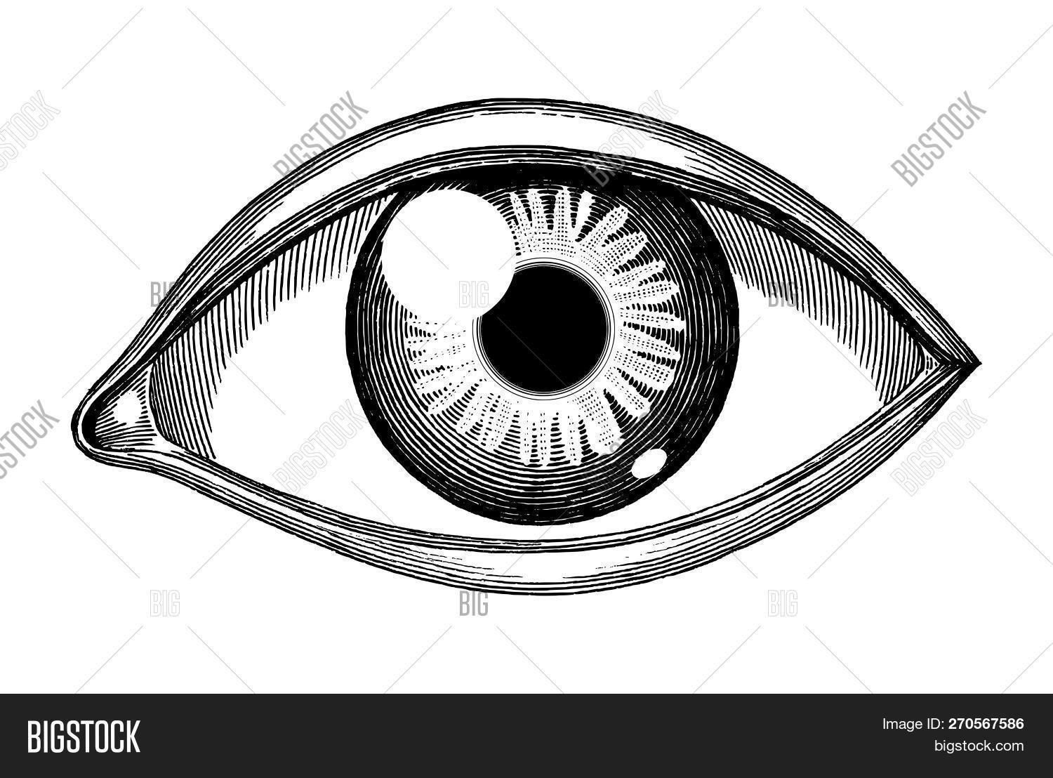 Human Eye Reference Vector & Photo (Free Trial) | Bigstock