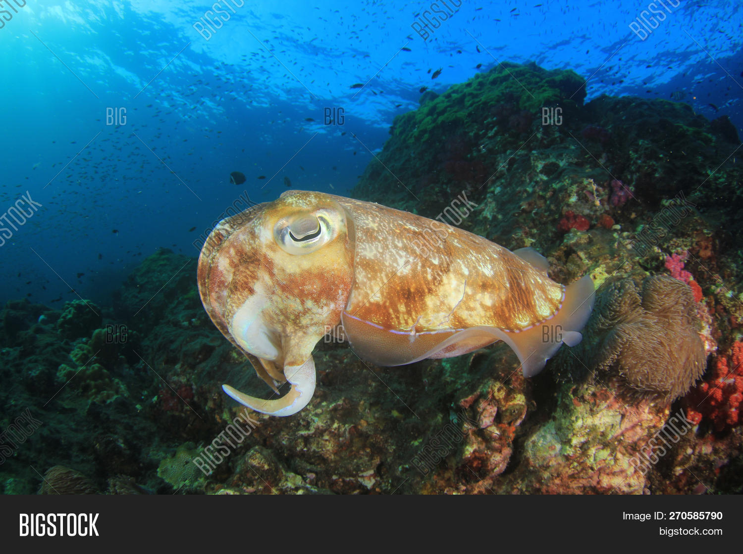 Imagen y foto Pharaoh Cuttlefish (prueba gratis) | Bigstock