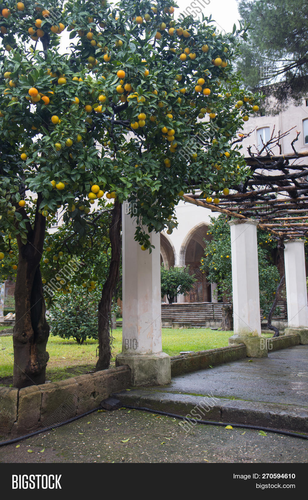 Orange Tree Italian Image & Photo (Free Trial) | Bigstock