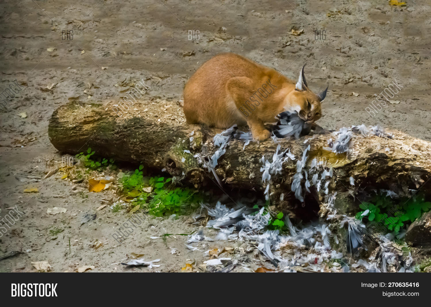 Desert Lynx Eating Image & Photo (Free Trial) | Bigstock