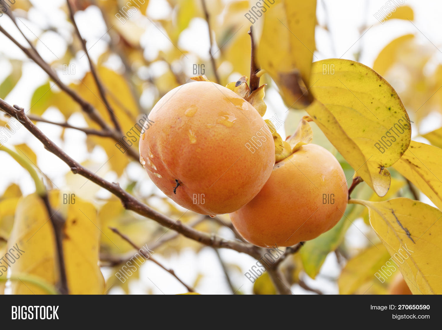 Kaki Tree Kaki Fruits Image & Photo (Free Trial) | Bigstock