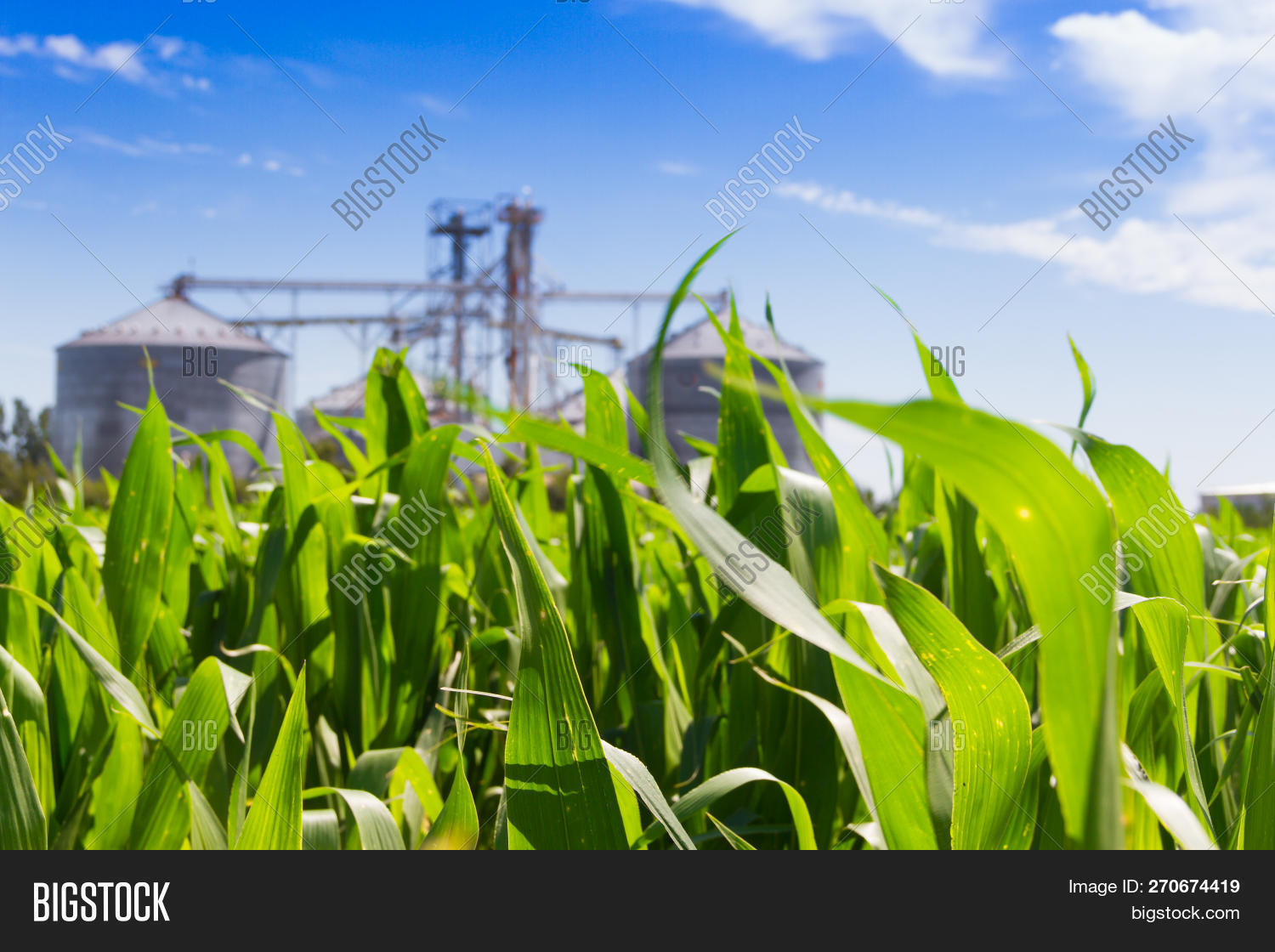 Corn Plantation Image & Photo (Free Trial) | Bigstock