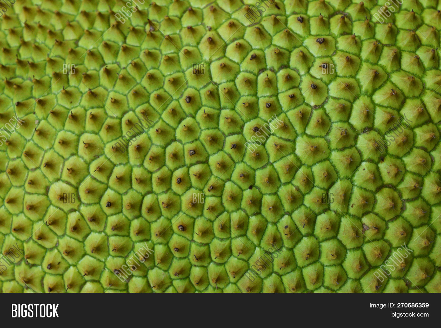 Jackfruit Background Image & Photo (Free Trial) | Bigstock