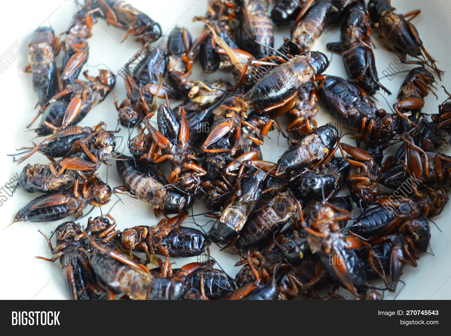 Fried Insects / Pile Image & Photo (Free Trial) | Bigstock