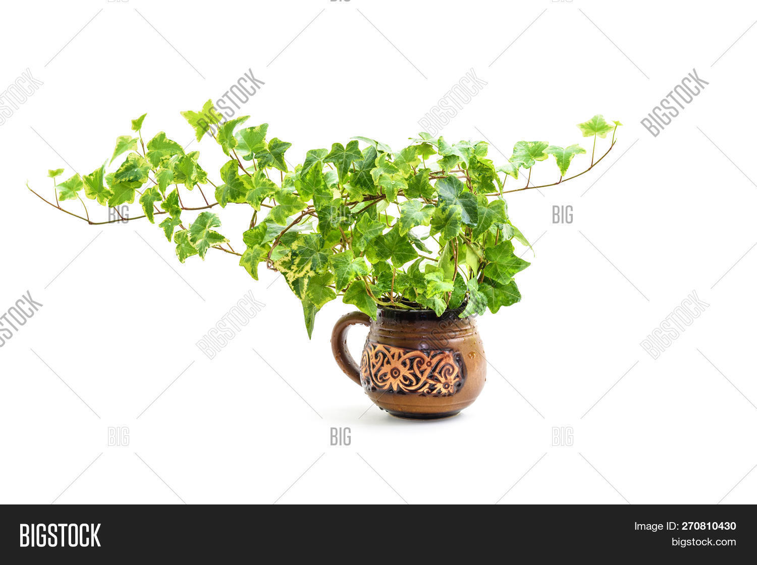 Hedera Helix, Ivy Image & Photo (Free Trial) | Bigstock