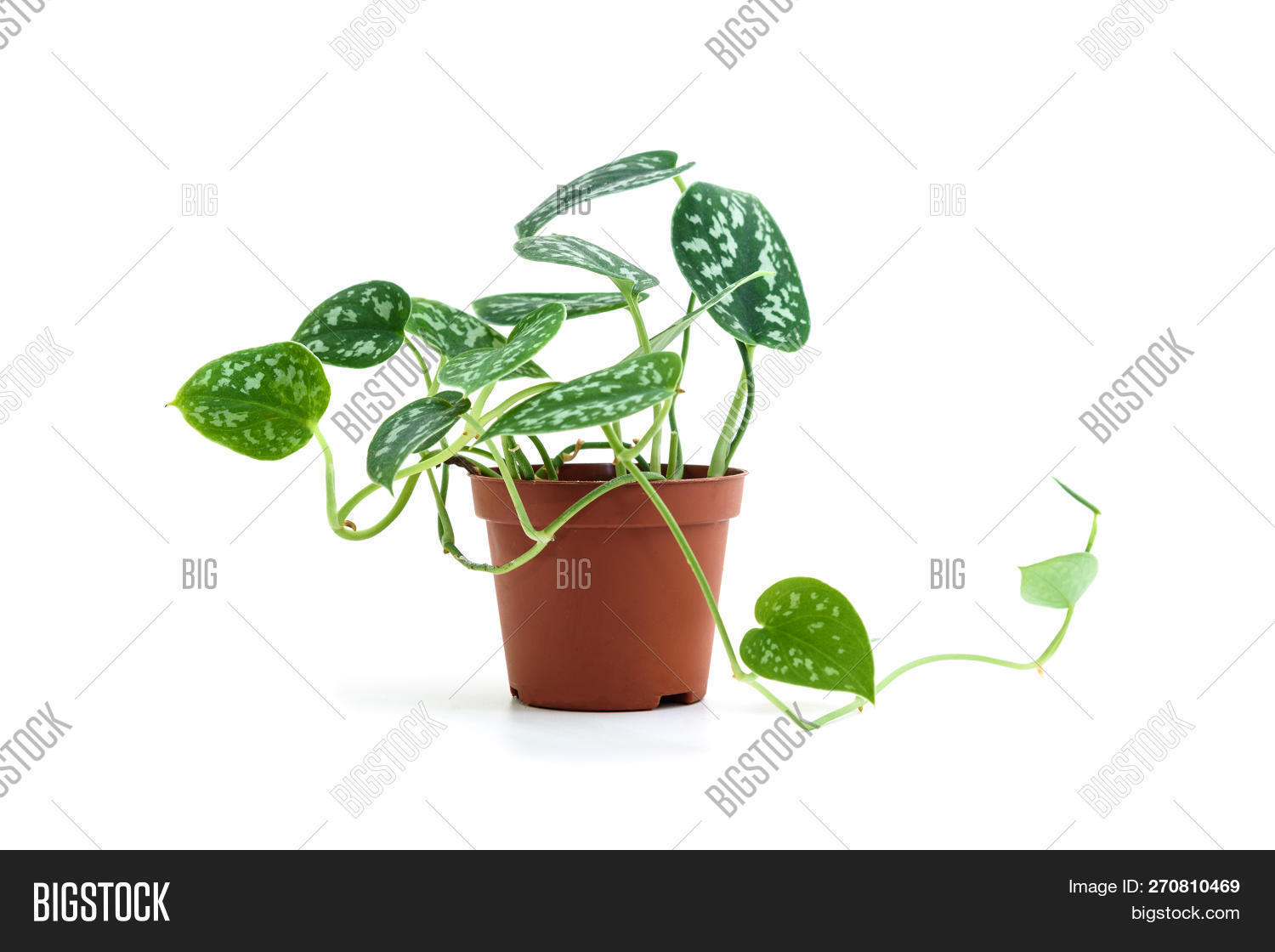 Scindapsus Pictus Image & Photo (Free Trial) | Bigstock