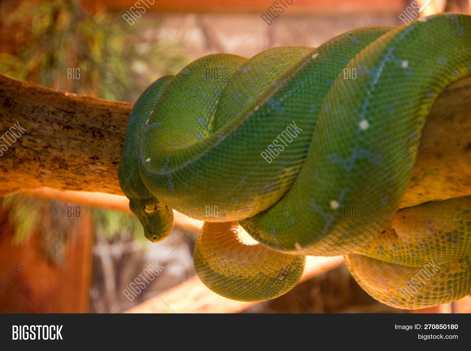 View Green Snake Lying Image & Photo (Free Trial) | Bigstock