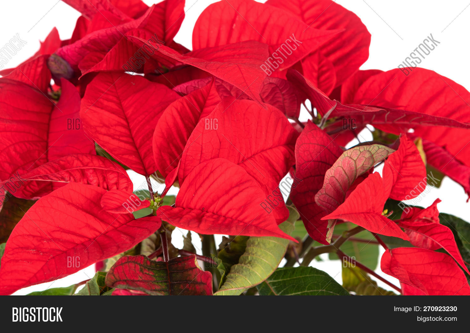Beautiful Red Plant Image & Photo (Free Trial) | Bigstock