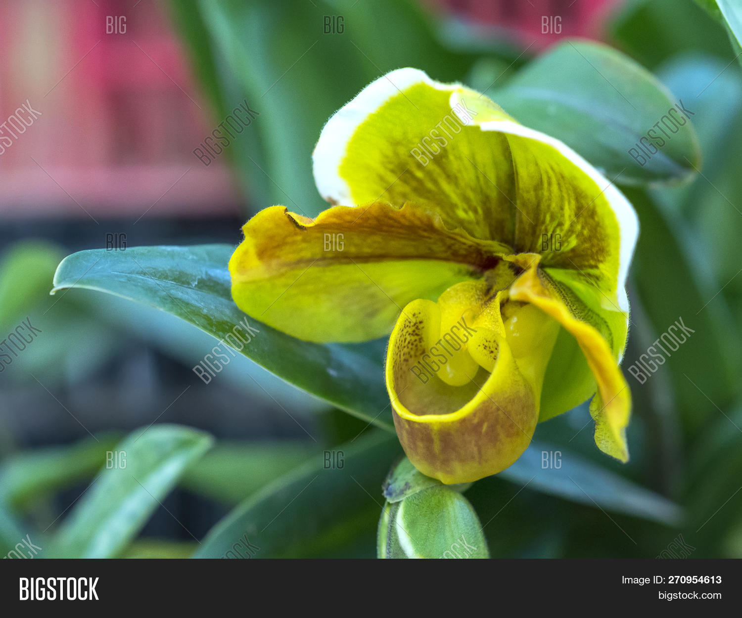 Wild Lady Slipper Image & Photo (Free Trial) | Bigstock