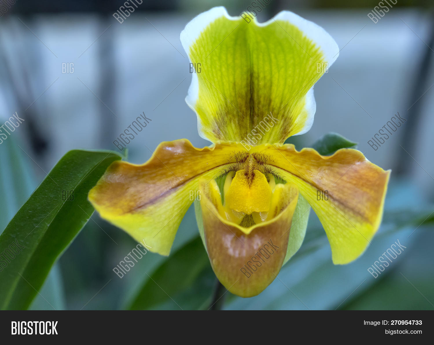 Wild Lady Slipper Image & Photo (Free Trial) | Bigstock