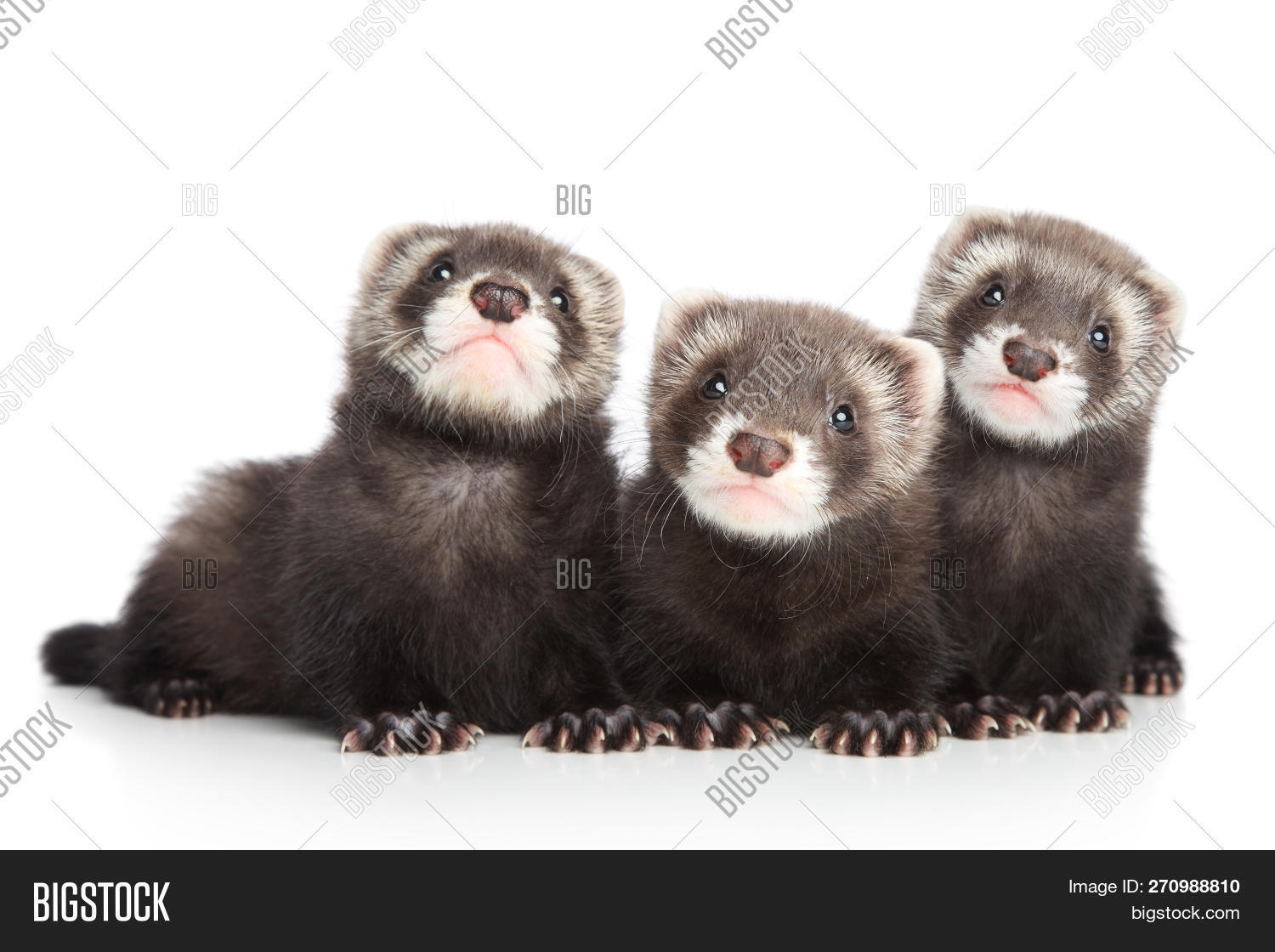 Three Ferret Puppy Image & Photo (Free Trial) | Bigstock