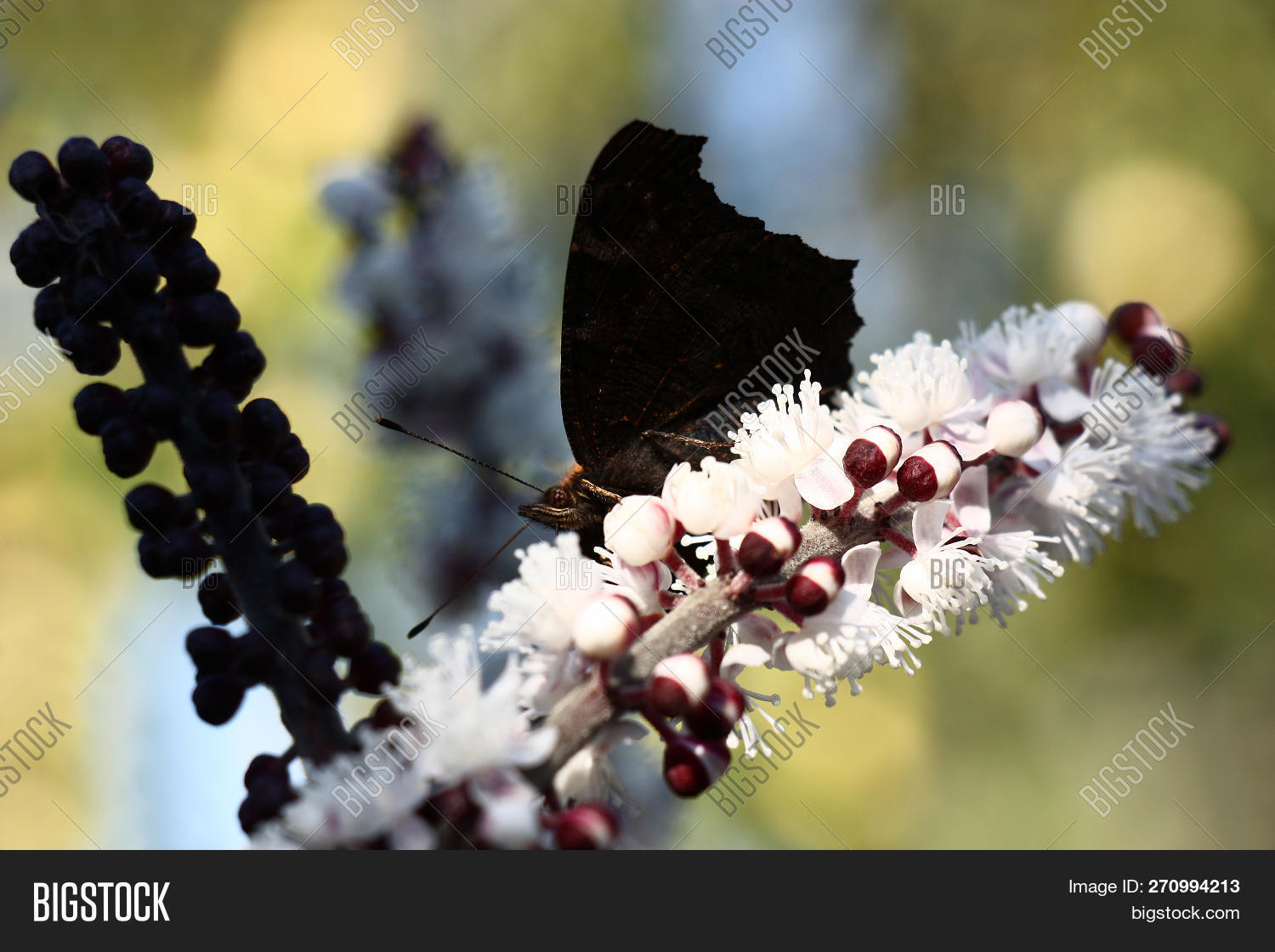 Put Wings Butterfly Image & Photo (Free Trial) | Bigstock