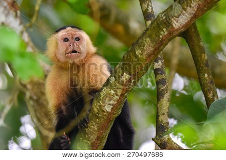 White-headed Capuchin Image & Photo (Free Trial) | Bigstock