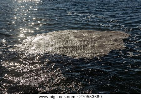 Dirty Sea Water. Dirt Image & Photo (Free Trial) | Bigstock