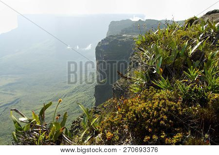 Endemic Plants Mount Image & Photo (Free Trial) | Bigstock
