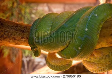 View Green Snake Lying Image & Photo (Free Trial) | Bigstock