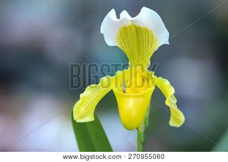 Wild Lady Slipper Image & Photo (Free Trial) | Bigstock