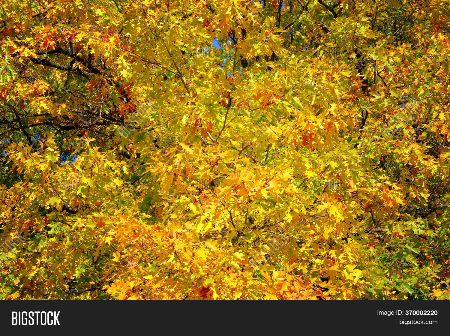 Orange Gold Autumn Oak Image & Photo (Free Trial) | Bigstock