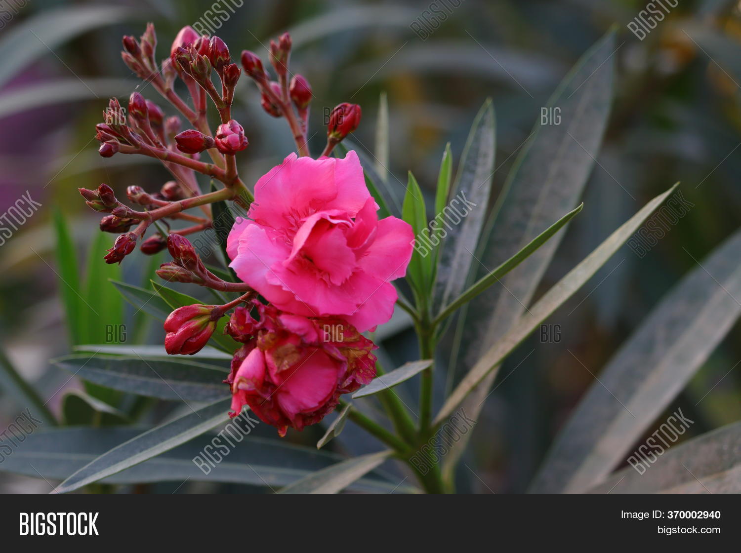 Pink Oleander Flower Image & Photo (Free Trial) | Bigstock