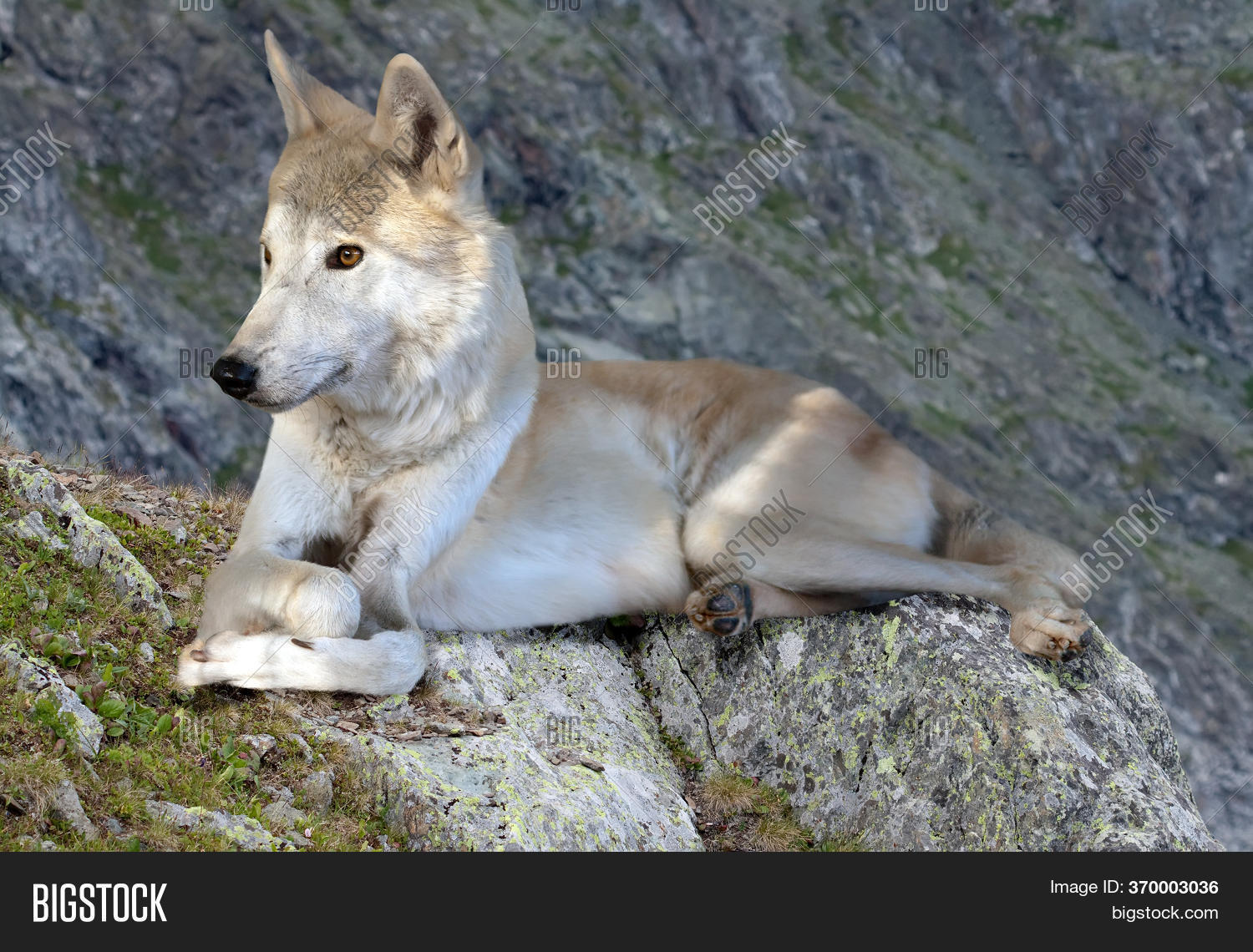 Gray Wolf Lays On Rock Image & Photo (Free Trial) | Bigstock