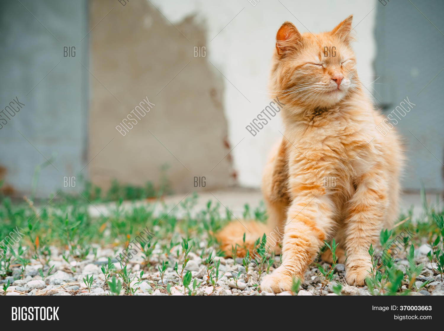Red Cat Scratches Image & Photo (Free Trial) | Bigstock