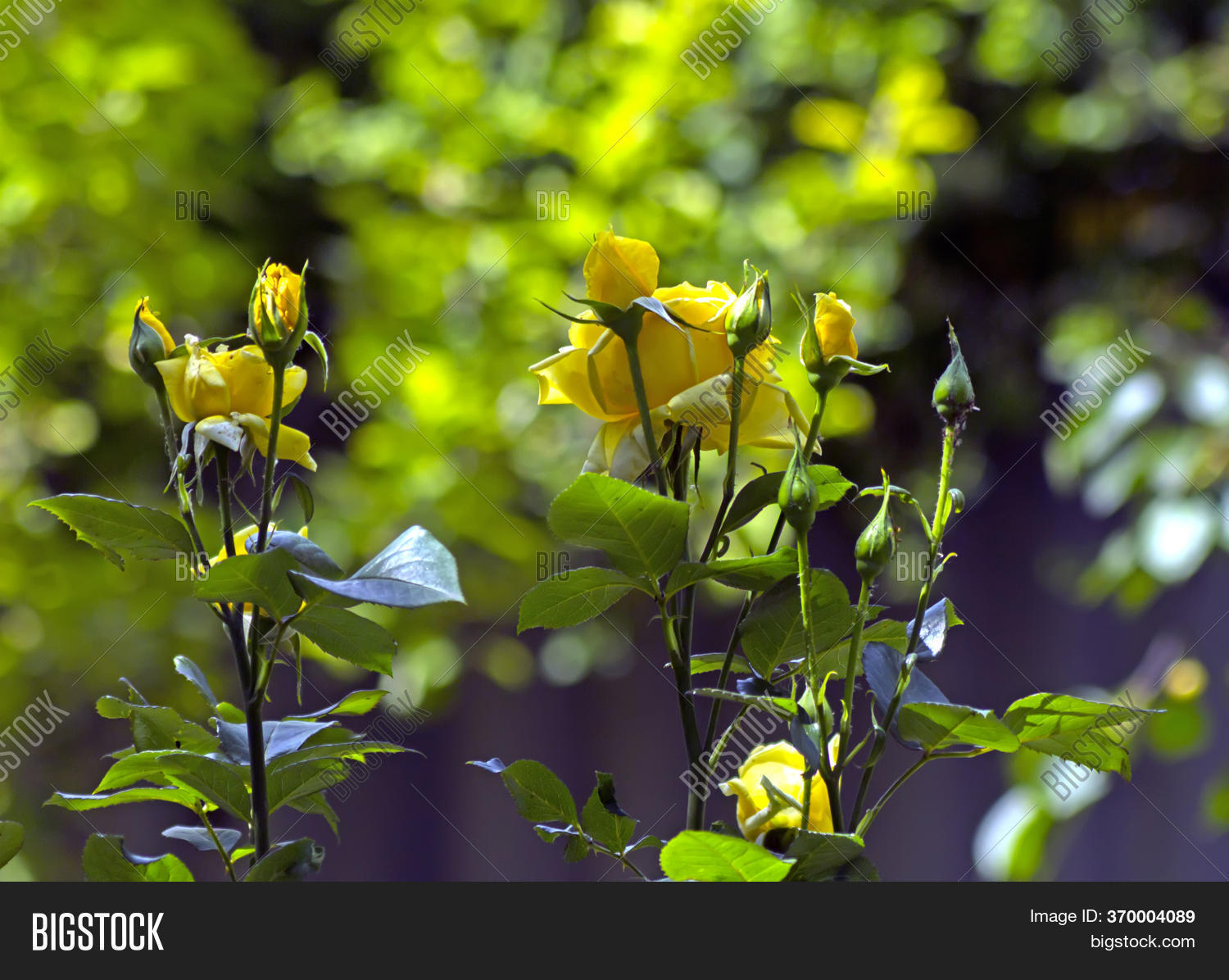 Beautiful Yellow Roses Image & Photo (Free Trial) | Bigstock