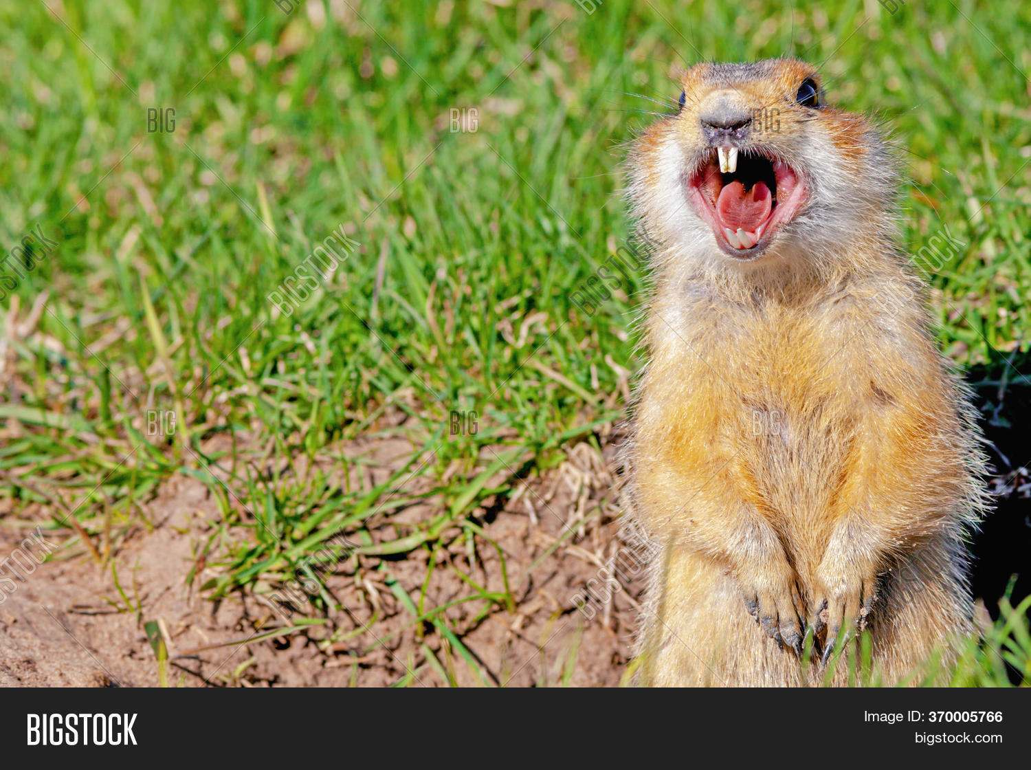 Gopher Screams Meadow Image And Photo Free Trial Bigstock