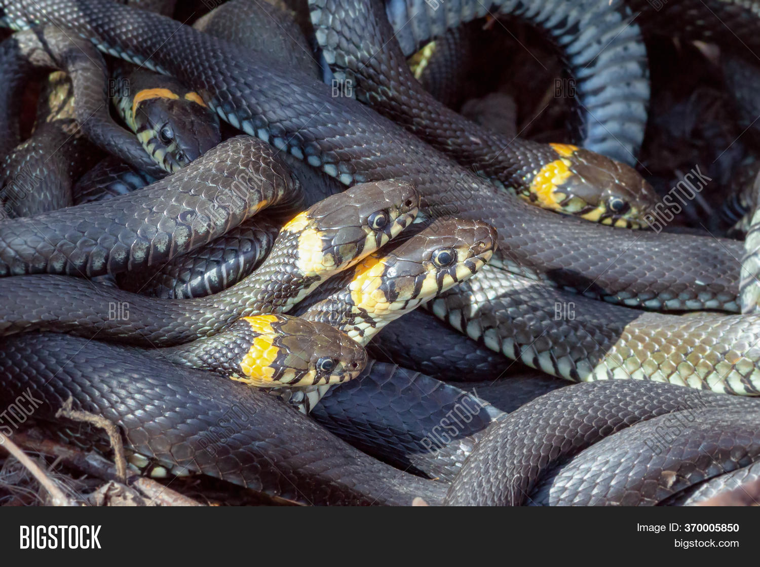 Many Snakes Intertwine Image & Photo (Free Trial) | Bigstock