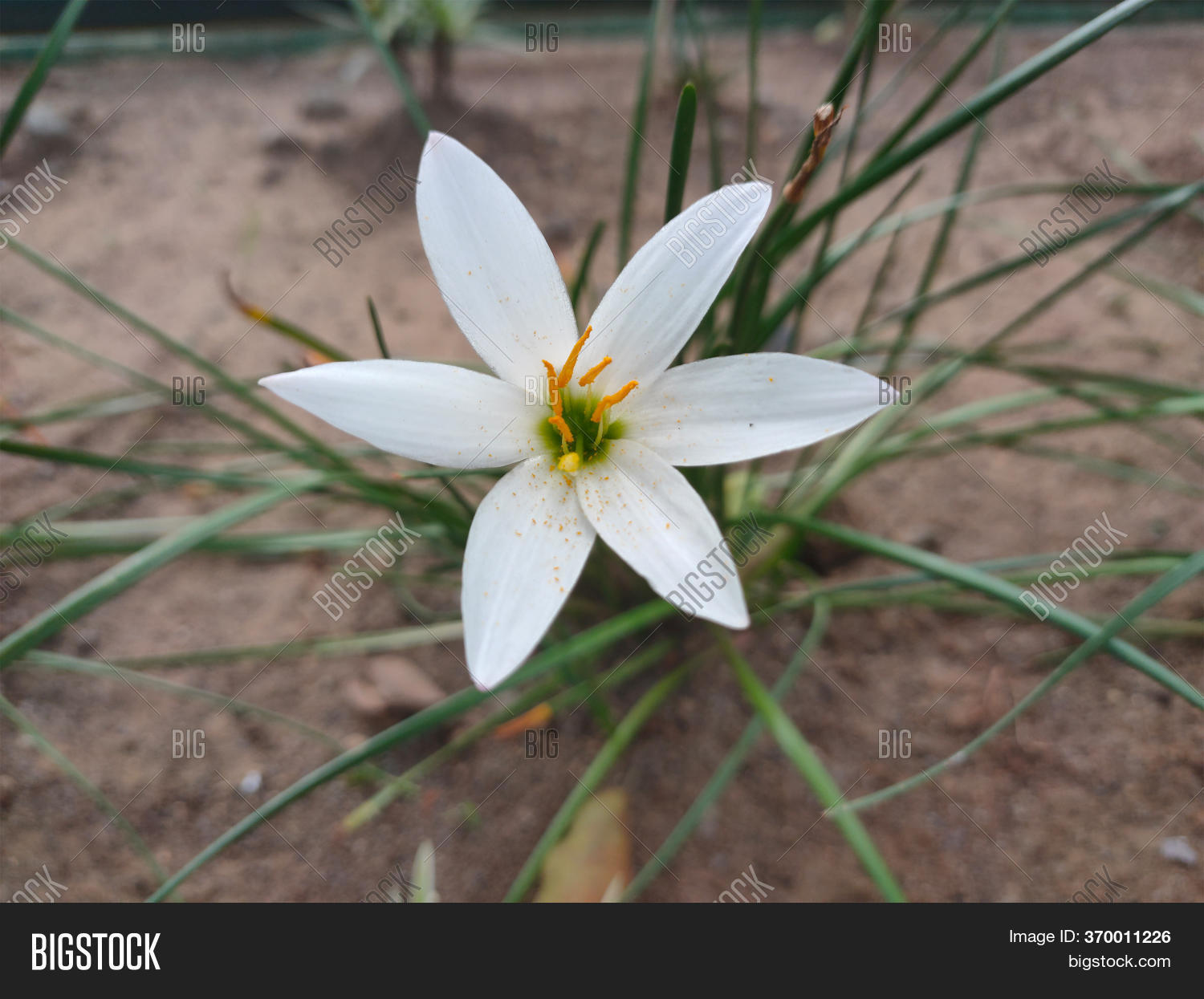 White Rain Lily Image & Photo (Free Trial) | Bigstock
