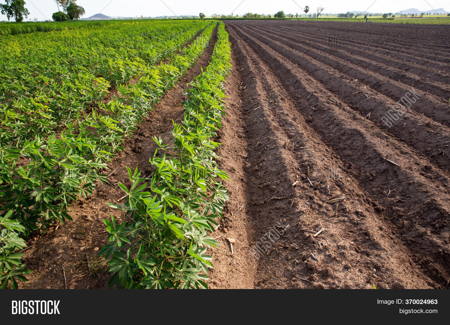 Farm Field Rows