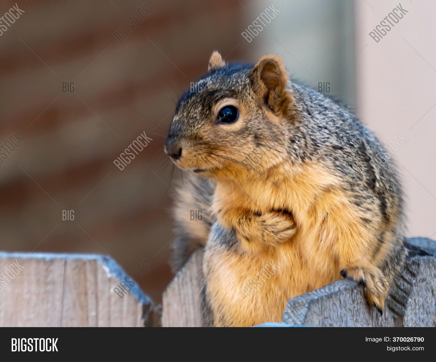 Squirrel Sitting On Image & Photo (Free Trial) | Bigstock