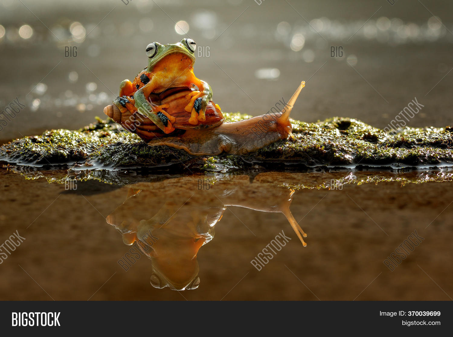 Flying Frog On Snail, Image & Photo (Free Trial) | Bigstock